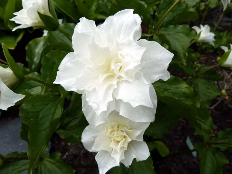 Tankar om och från min trädgård.: Trädgårdsresan till Hammarstrand.