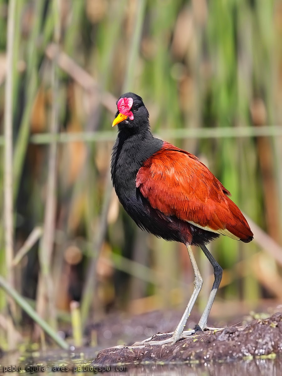 mis fotos de aves: Jacana jacana Jacana Wattled Jacana