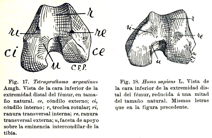 Faktoider: De argentinska urmänniskorna