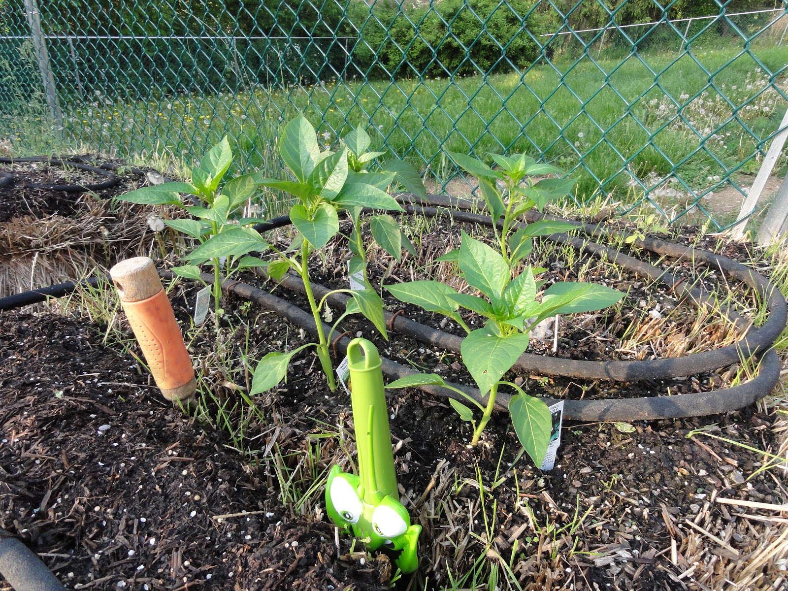 Our Straw Bale Garden