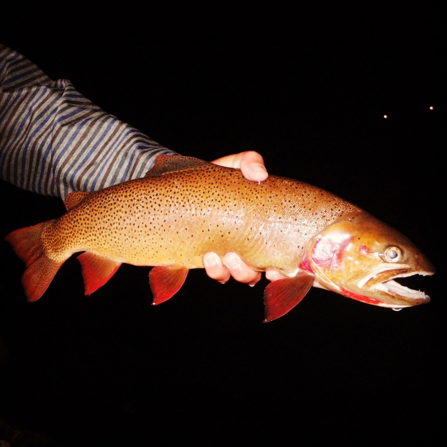 Living Fly Legacy: Tips: Night Fishing - Part 1 "The Basics"