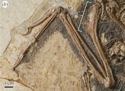 Raptormaniacs: Soaring with Sapeornis