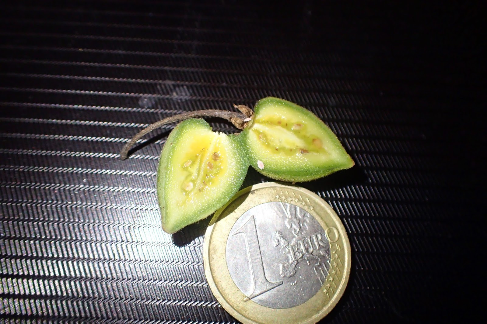 Scirpidiella's Plants: Hardy Tamarillos (Cyphomandra sp.div.)