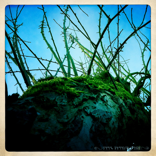 The Arte of Lady Straif: Lowell, Washington