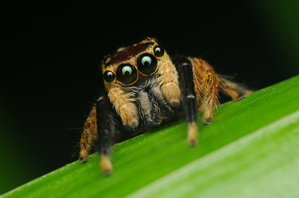 The Mirror: Fantastic Spider Photography (Four Sets of Eyes)