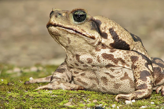 Natureza, Perfeição sem tamanho...