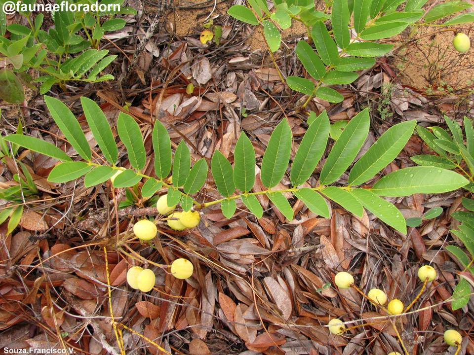 FAUNA E FLORA DO RN: Angelim-do-campo Andira humilis Mart. ex Benth.