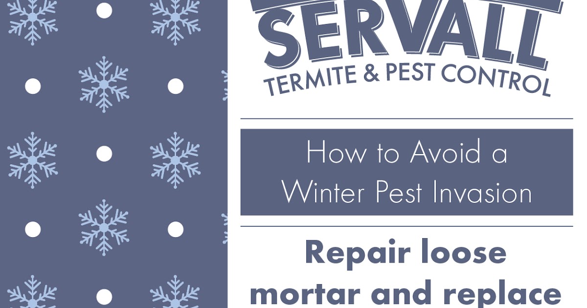 Servall Pest Control: Winter Pest Invasion Tips
