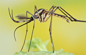 Nyamuk Gajah, Nyamuk Raksasa Penghasil Larva Kanibal | RE Tawon