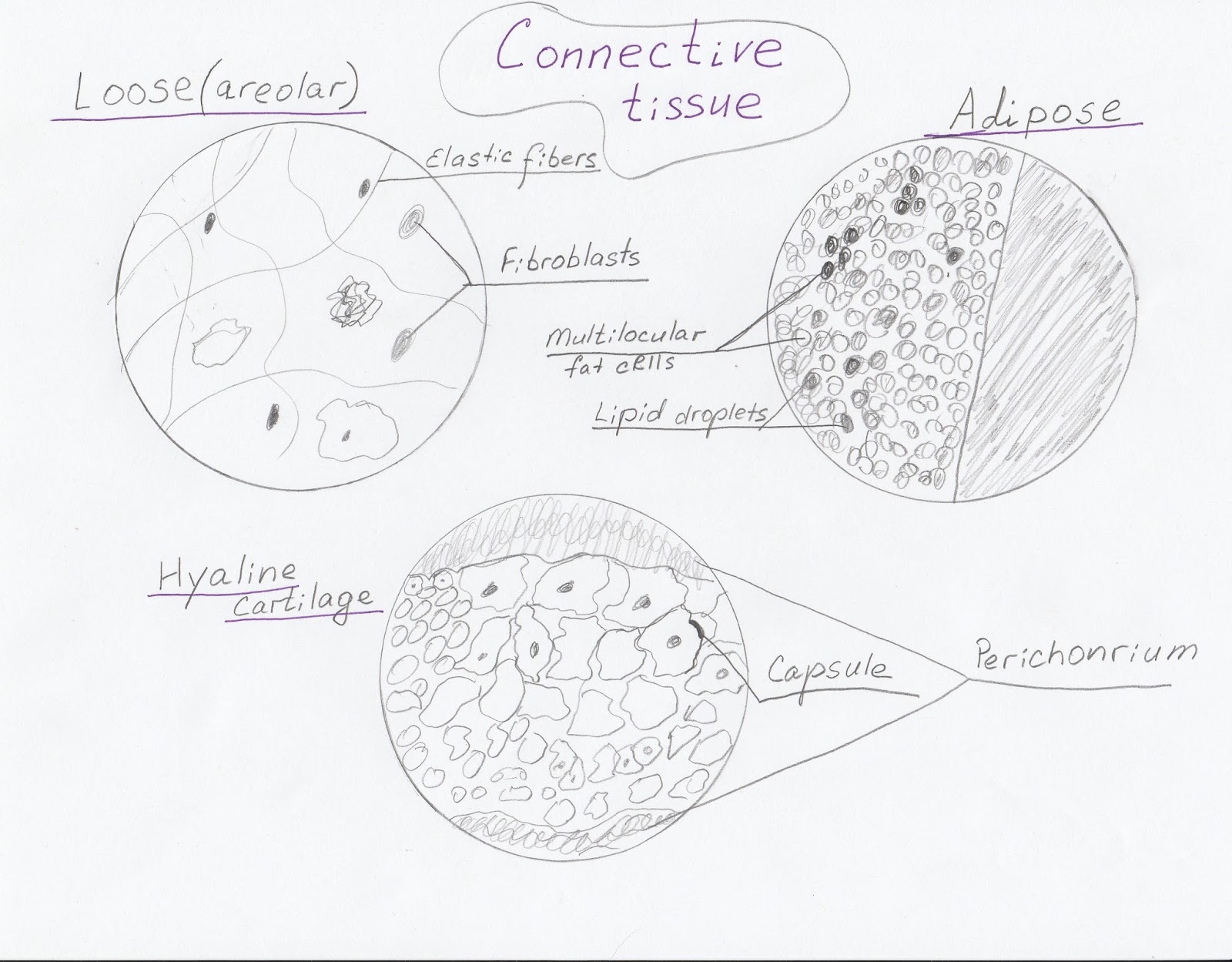 BIO 156, Fall 2015: Week 4. Tissues, Skin, Membranes Lab.