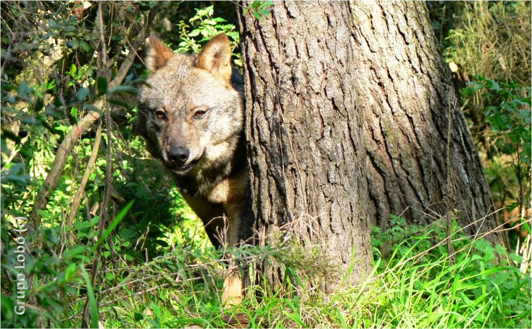 Geração Verde Portugal: SOS Lobo Ibérico