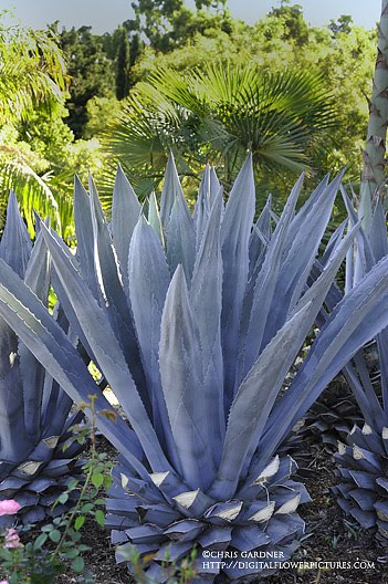 Digital Flower Pictures.com: Blue Agave
