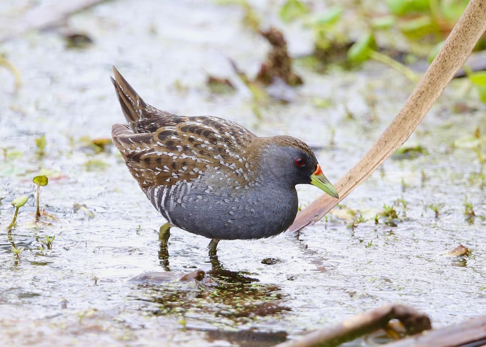 Avithera: Crakes