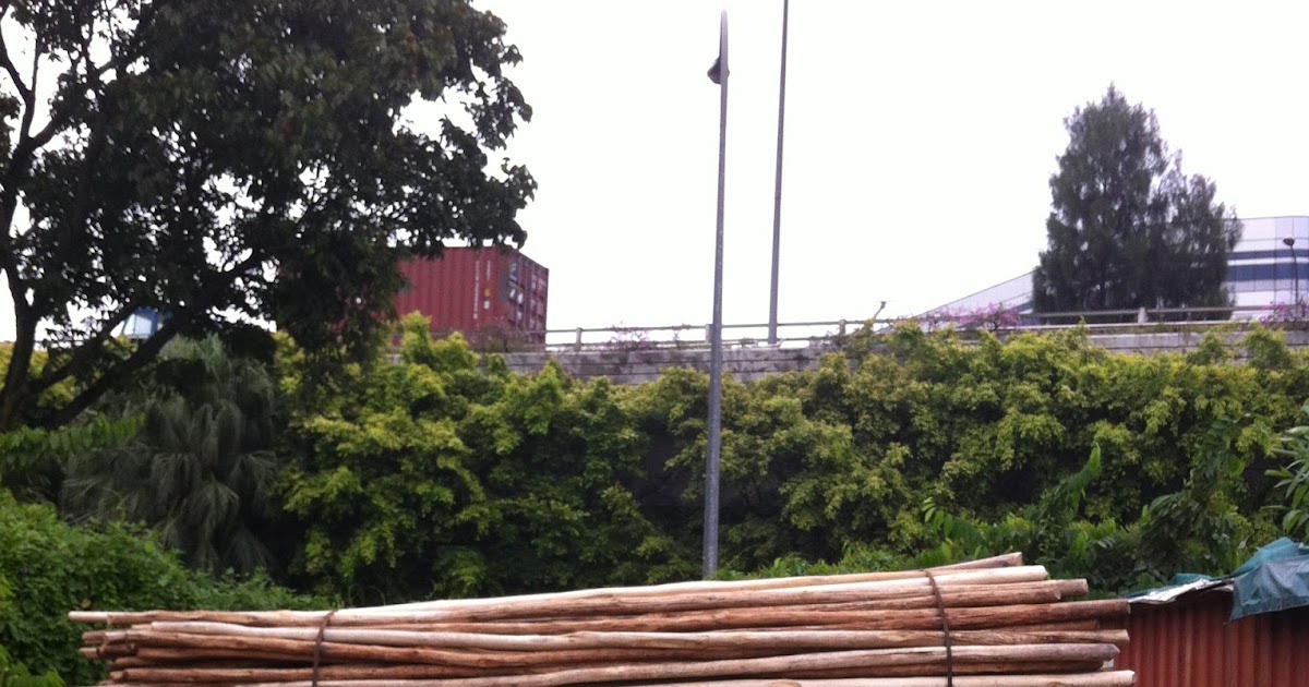 YONG HUA HENG: Bakau Piling Wood & Scaffolding Wood (Poles) in ...
