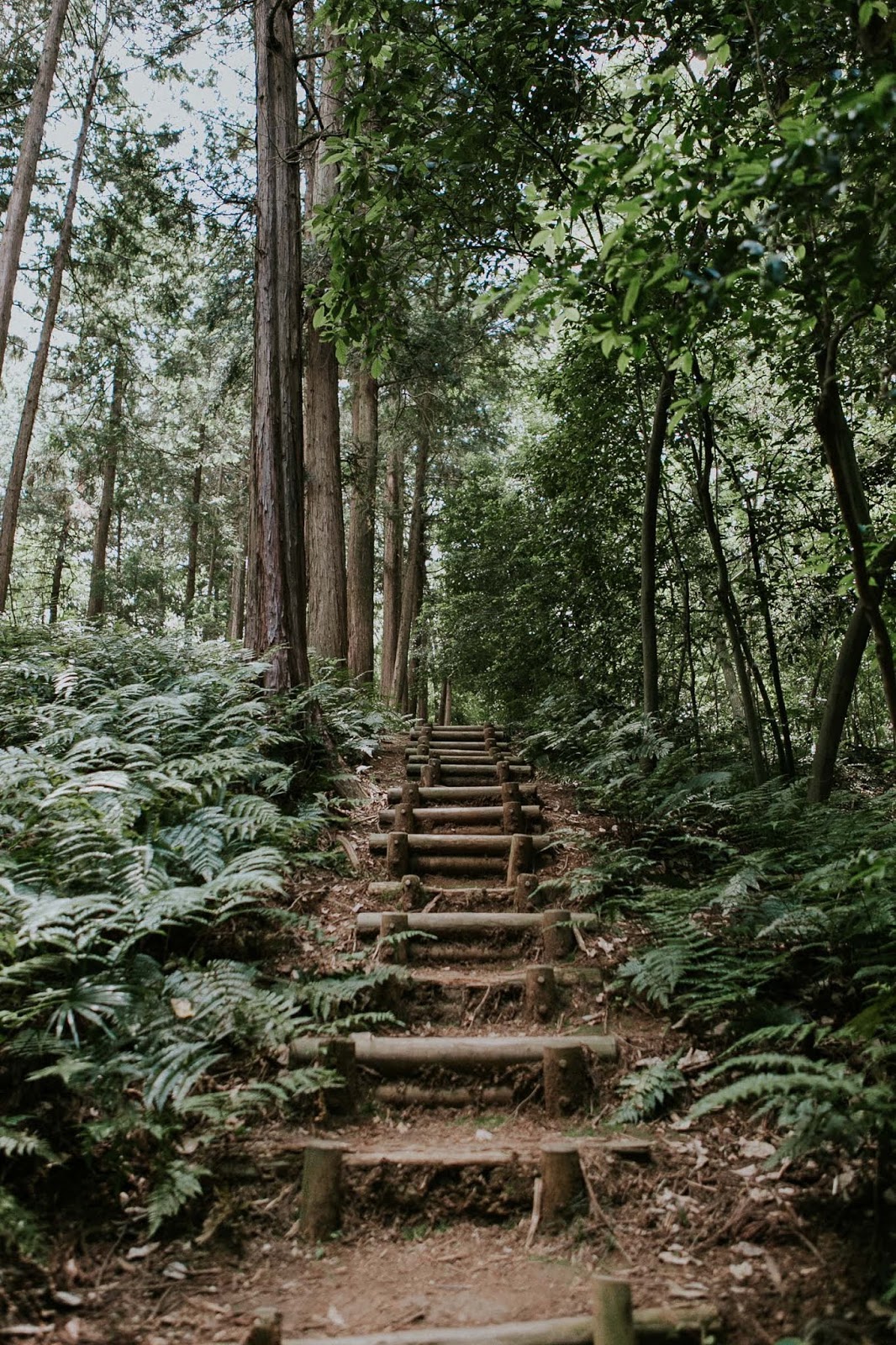 A Walk in Totoro's Forest - Sayama Hills Day Trip from Tokyo ...