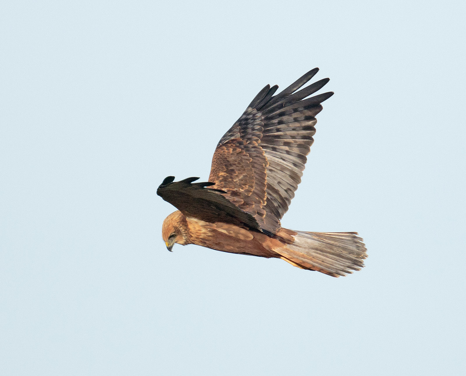 pewit: male Marsh Harrier 2cy?