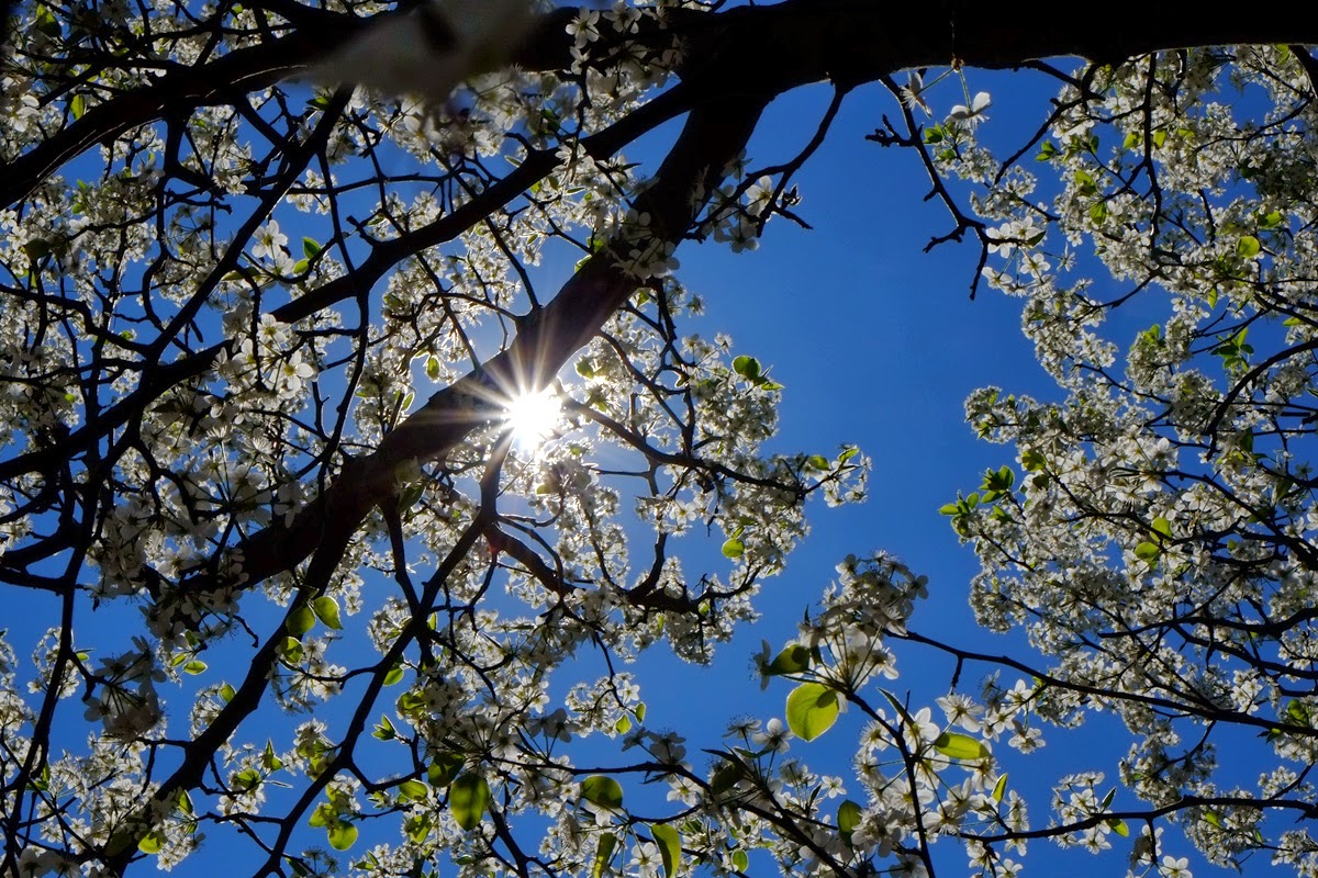 Final Vision: Spring is a coming