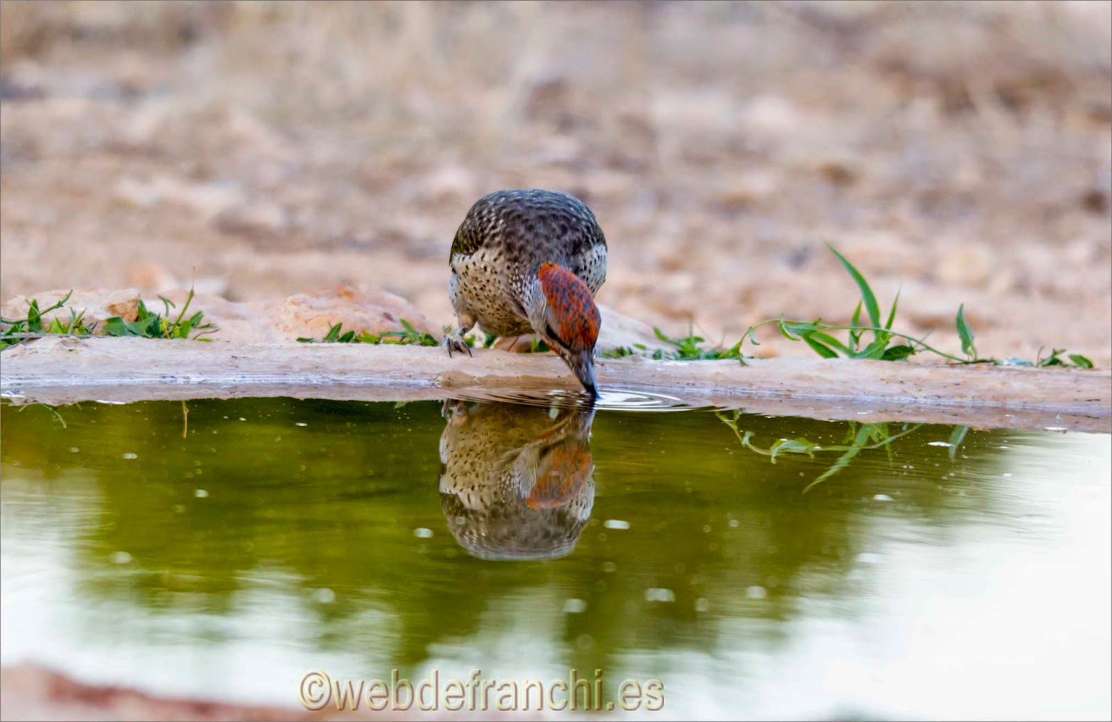 Vive, que no es poco.: El Pito Real - Picus viridis-