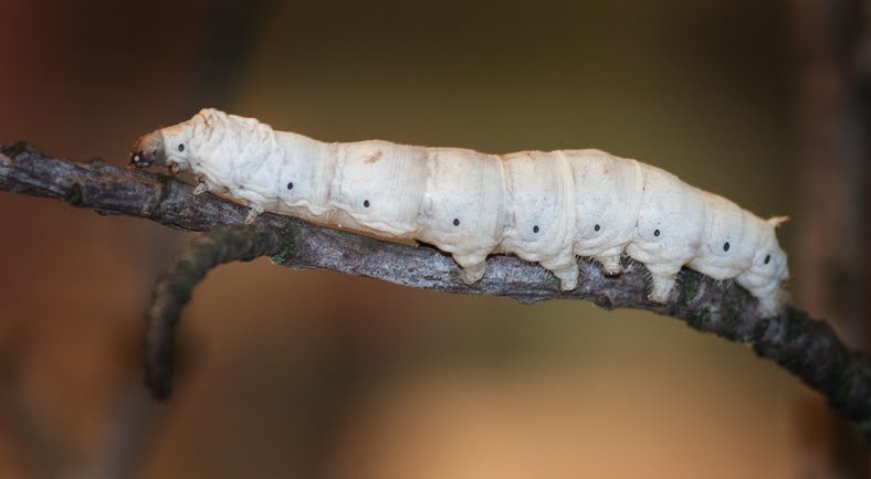 Pacific Science Center Life Sciences: Silk Moths!