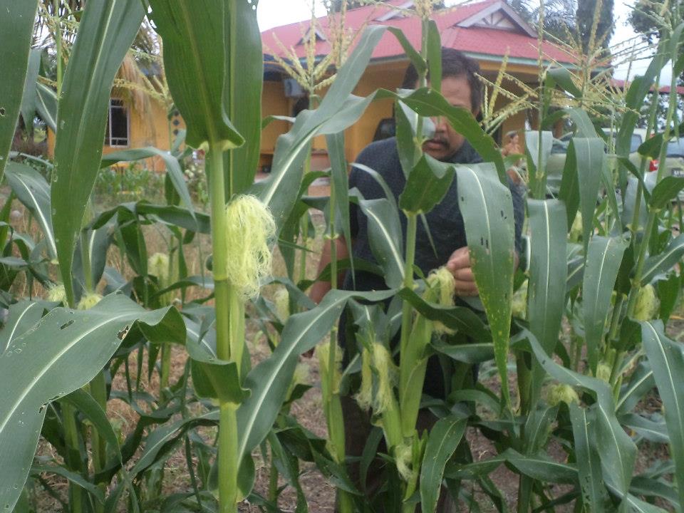 anaklaut: JAGUNG MANIS
