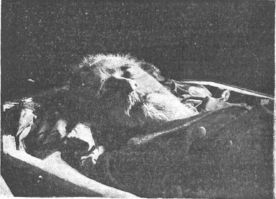 Custodia Compartida: viajes y experiencias: Los dos entierros de ...