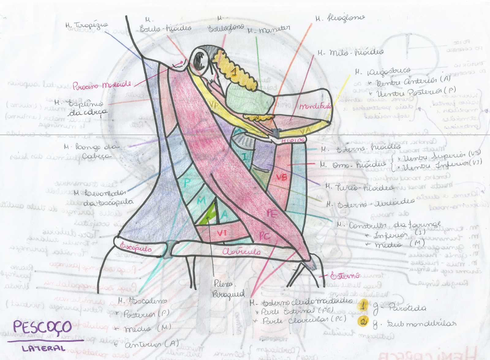 Rabiscos Infundados: Músculos do Pescoço (Vista Lateral)