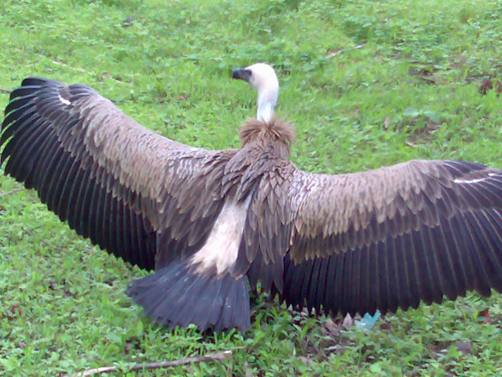 Vulture Conservation Farm, Gadad, Dangs, Gujarat | Dhaval Pandya's page