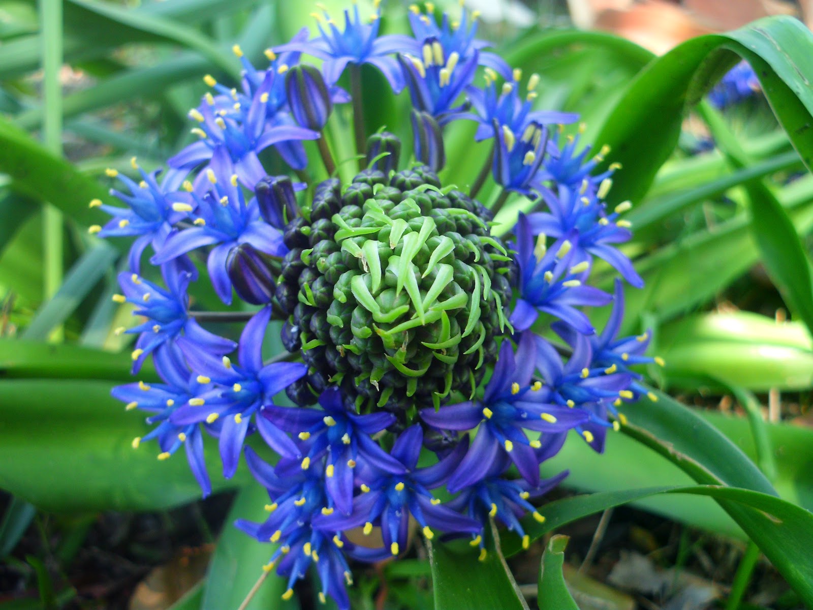 Flores y sus colores