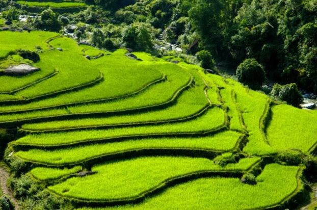 Gambar Sawah | Kumpulan Gambar