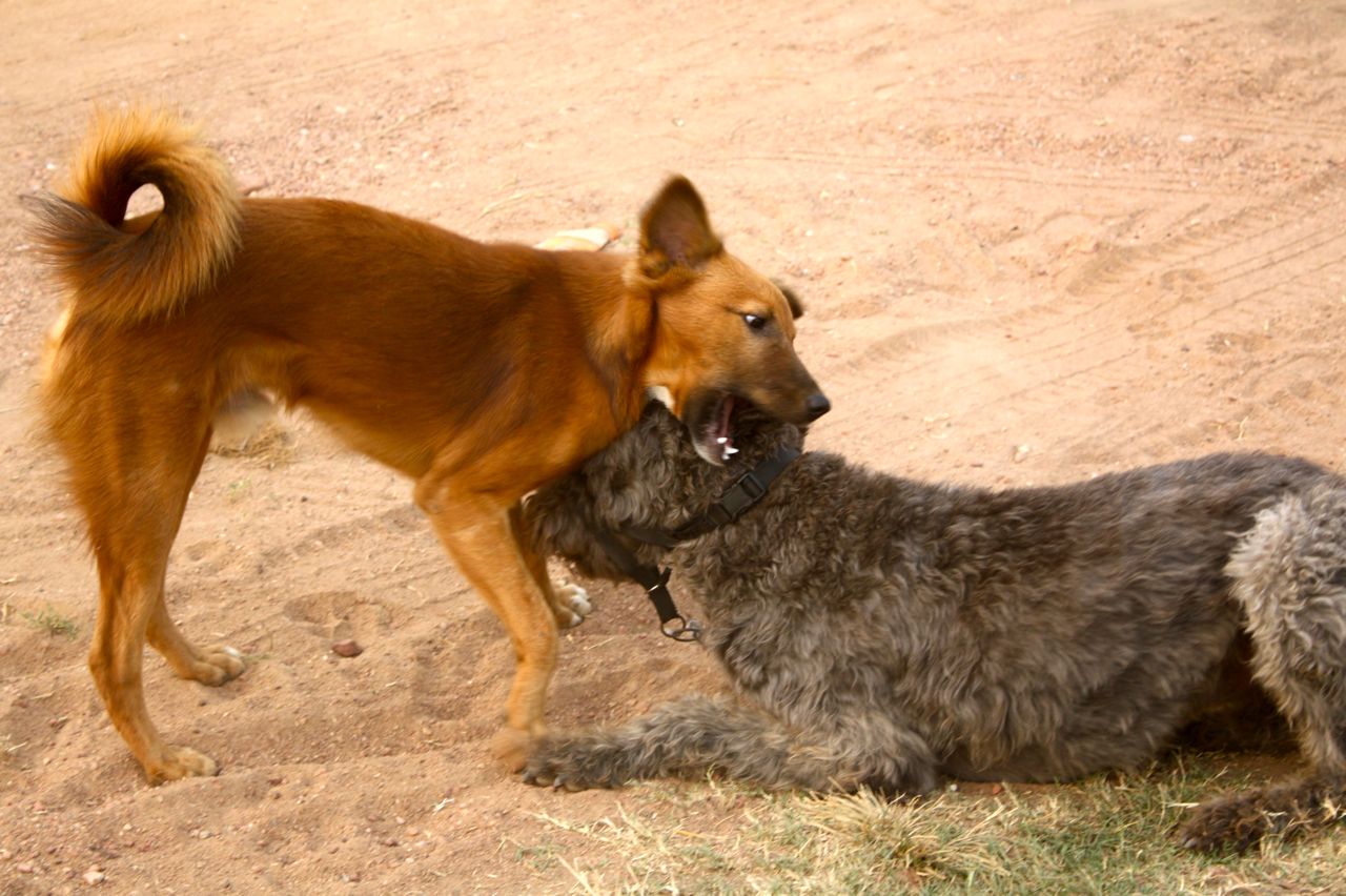at home in Ghana: A walk around our neighbourhood