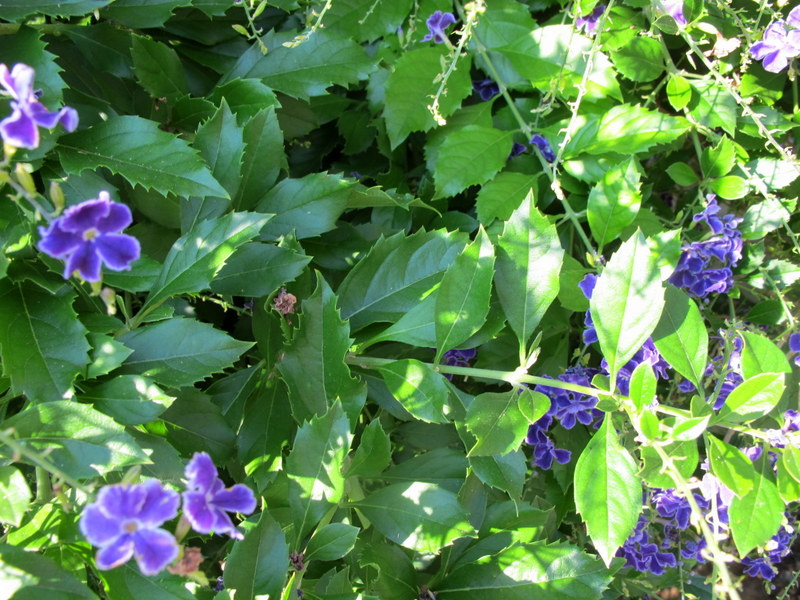 FLORA NEL SALENTO e.. anche altrove: Duranta repens L. - Verbenaceae ...