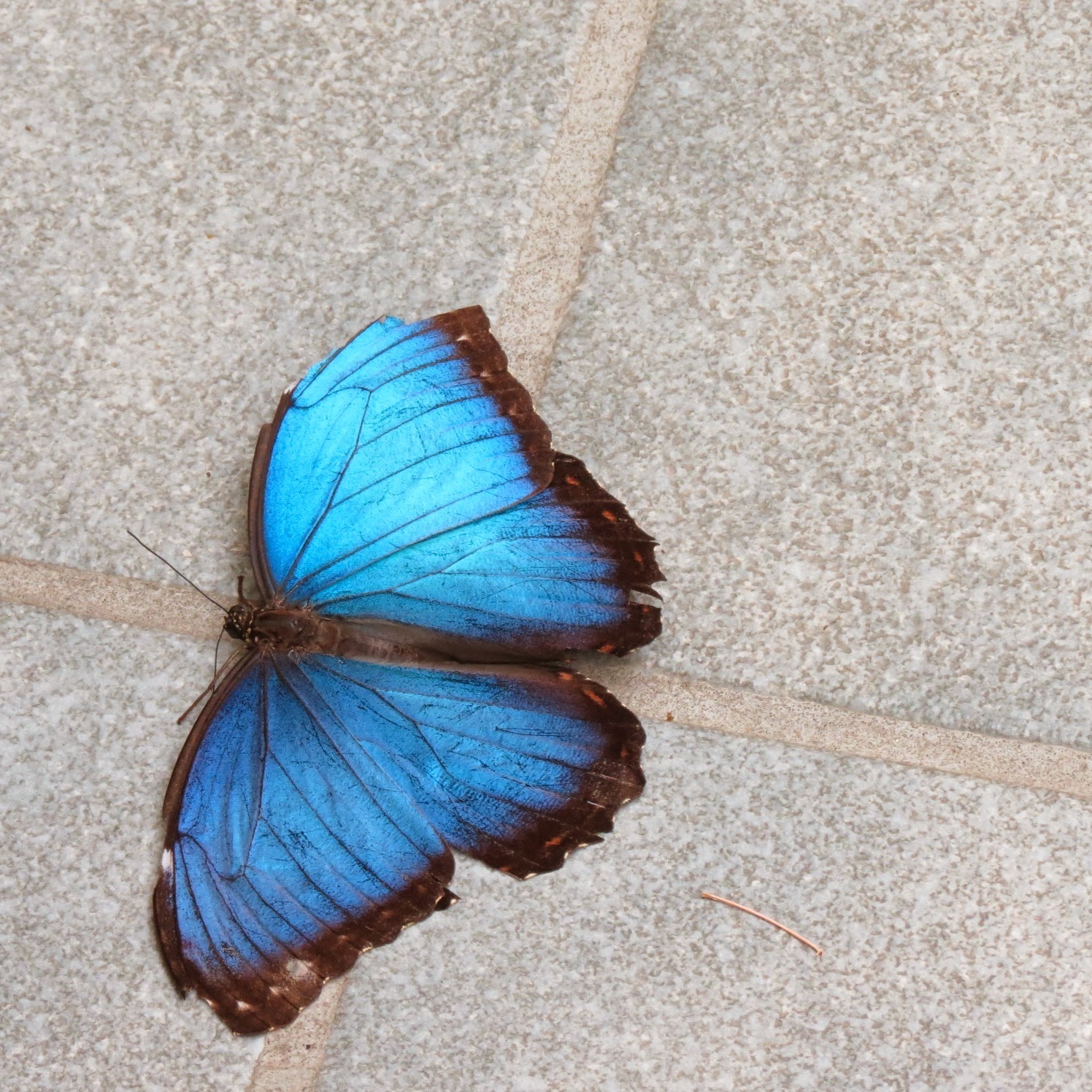 Travel New Brunswick by Motorcycle: Some time in Edmundston & the Foire ...