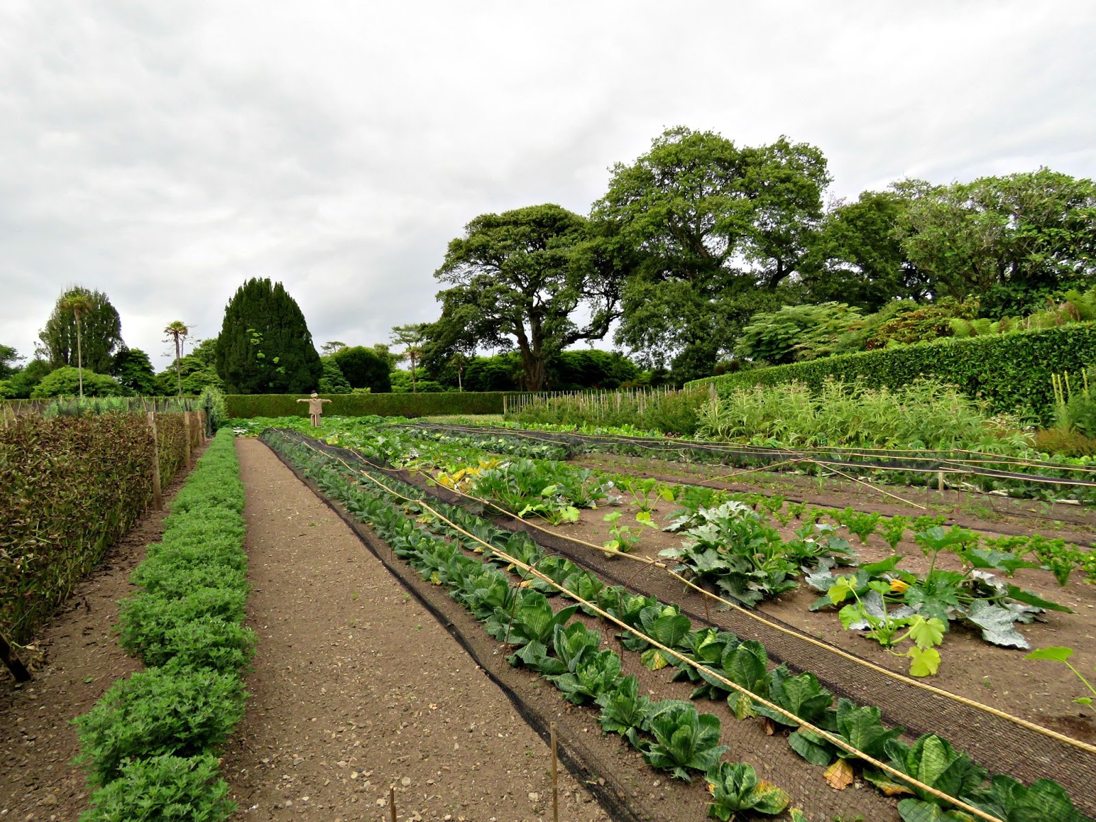 just saying ...: The Lost Gardens of Heligan in high summer ...