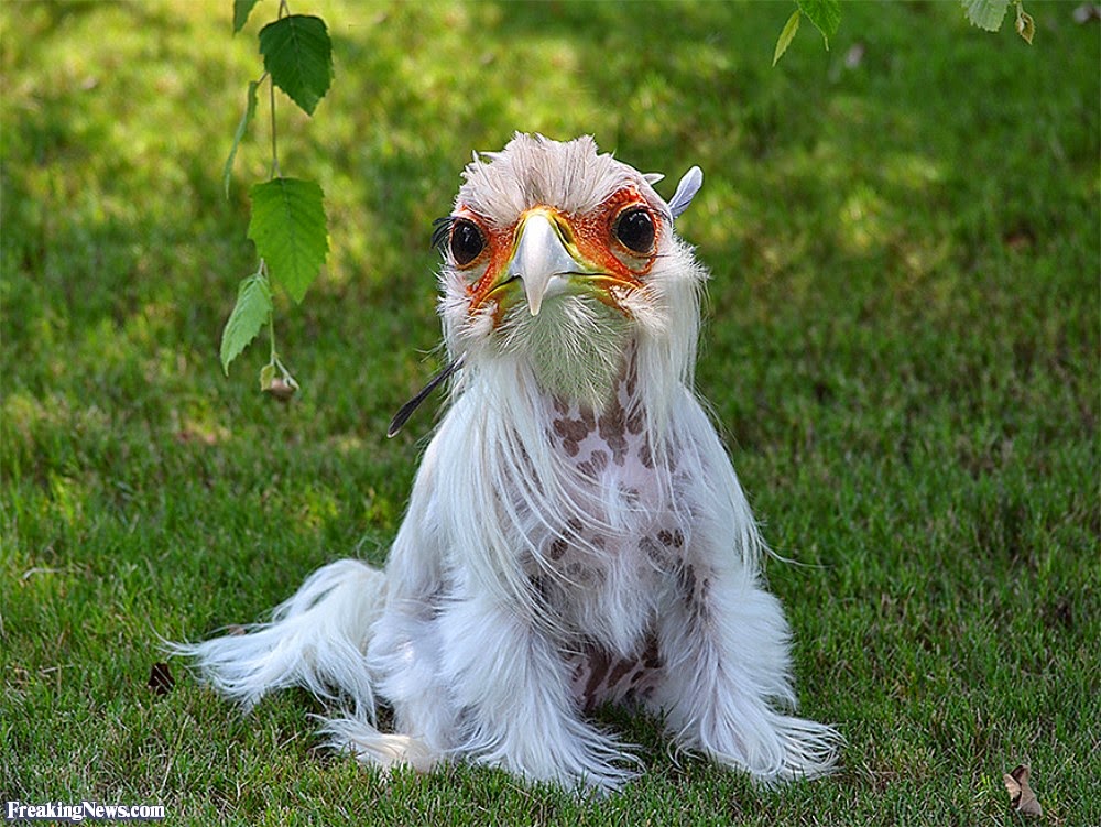 Design Stack: A Blog about Art, Design and Architecture: Animal Mashups ...