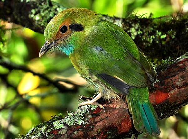 Bellas Aves de El Salvador: Aspatha gularis (momoto garganta azul ...
