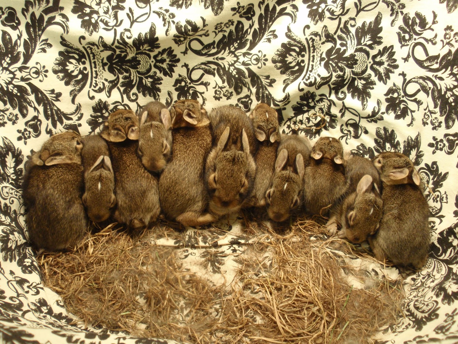 Wisconsin Wildlife Neighbors: A Gift of Clover for Our Cottontails