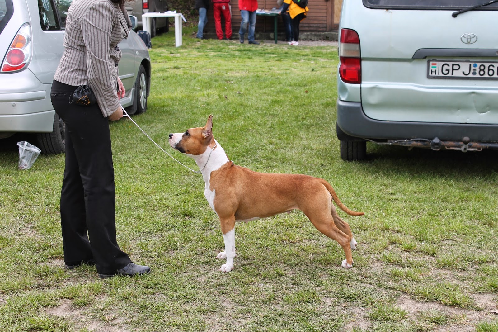 Moments of joy: The Biggest American Staffordshire Terrier Speciality ...