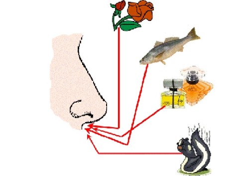 MI CUERPO: GUSTO Y OLFATO