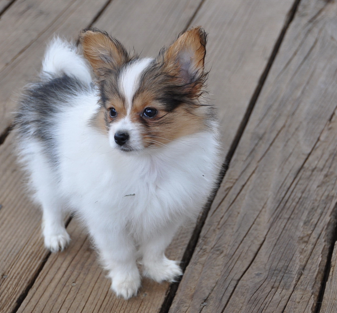 Road's End Papillons : 9.5 Week old Papillon Puppy