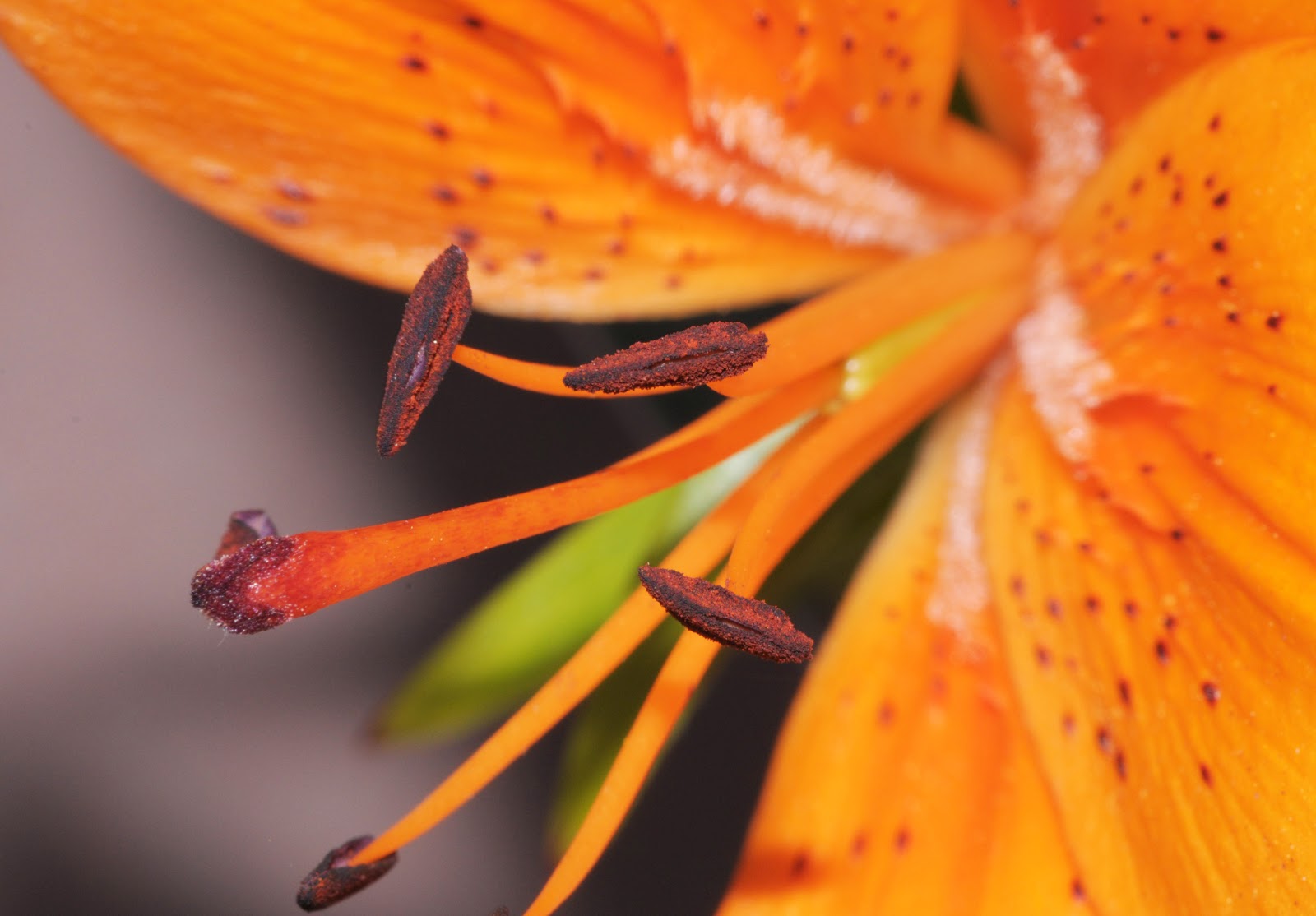 LORRAINE RIMMER: PHOTOGRAPHS