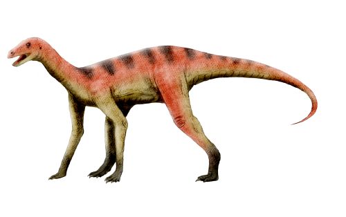 Paleoexhibit: Diodorus scytobrachion, a new silesaurid from the Late ...