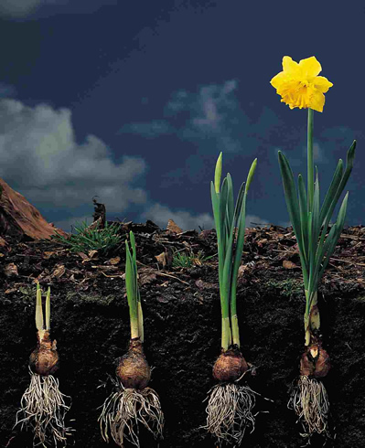 The Garden of Eden for Gardeners (Garden Tools World): How to Grow Bulb ...