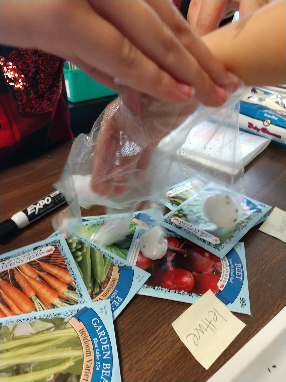Garden in a Glove: Plant Life Cycle in Kindergarten • The Kinderhearted ...