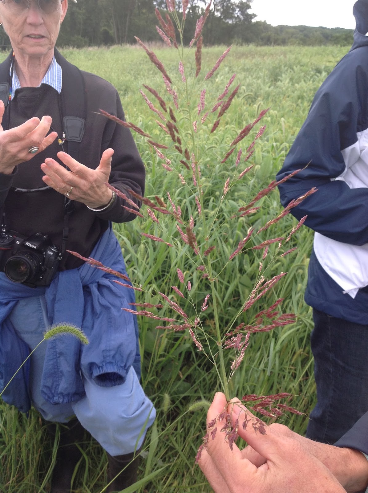 Johnson Grass Images