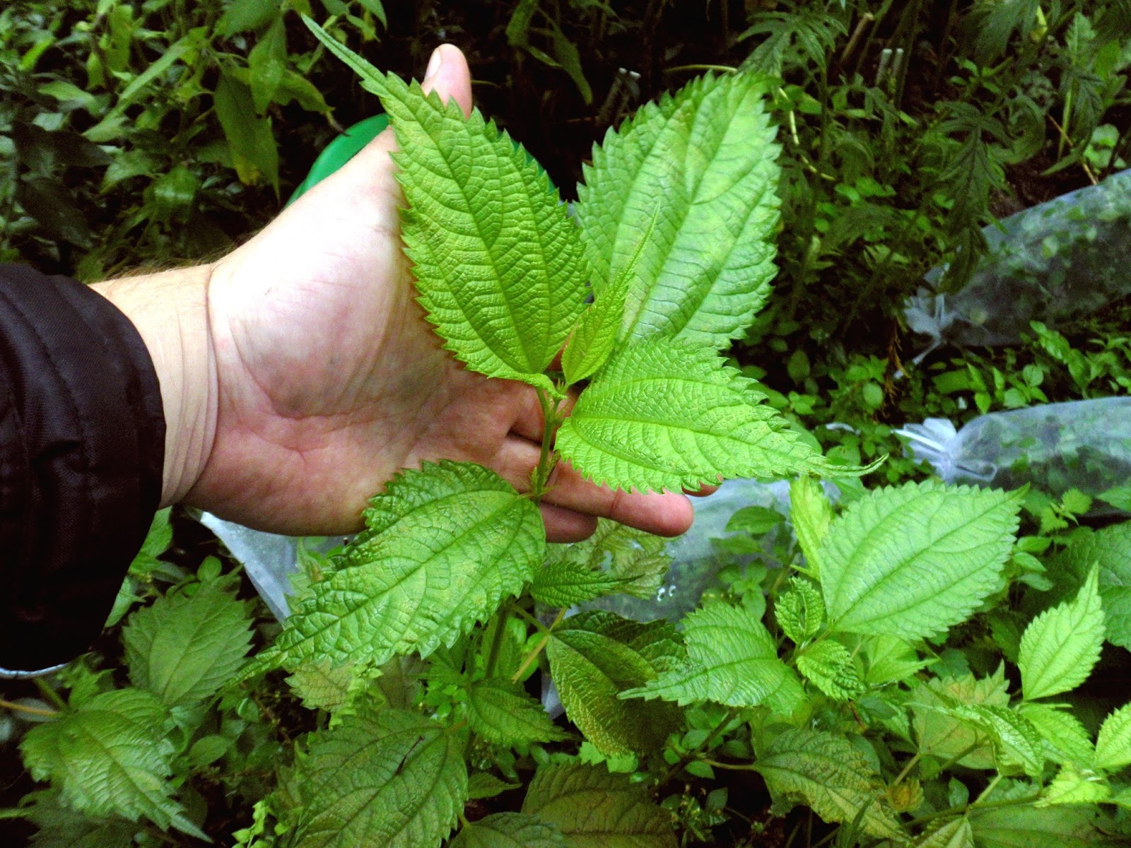 Scirpidiella's Plants: False Nettles - Ramie cousins (Boehmeria sp. div.)