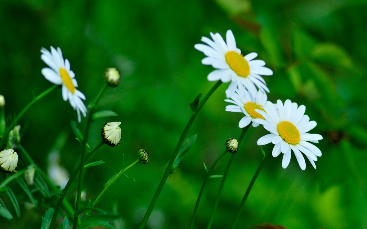 Ảnh Background | Share Bộ Ảnh Background Hoa Cúc Trắng Cực Đẹp