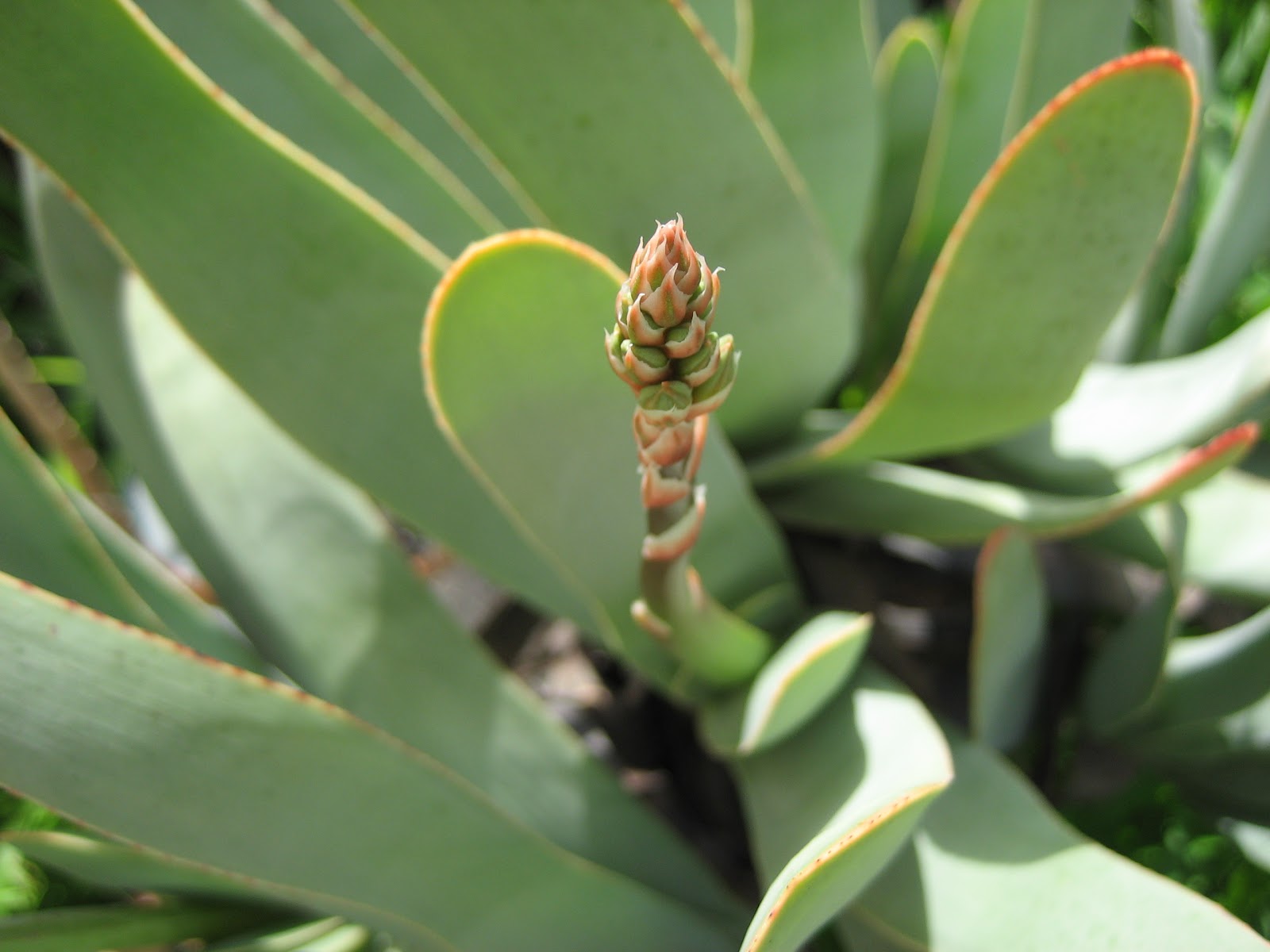 PlantWerkz: Fan Aloe - Aloe Plicatilis