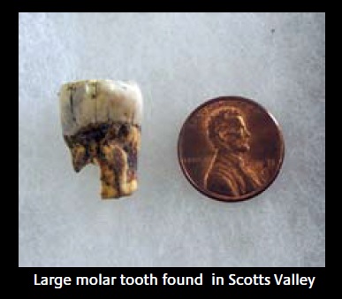 Discovering Bigfoot: The Mystery Tooth At The Museum