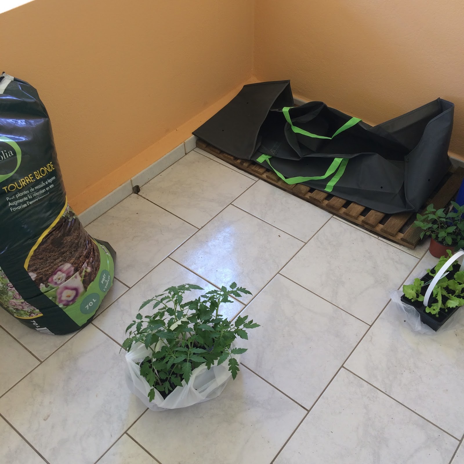 Notre séjour en Guyane : Notre potager