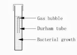 Mengenal Peralatan Laboratorium Mikrobiologi